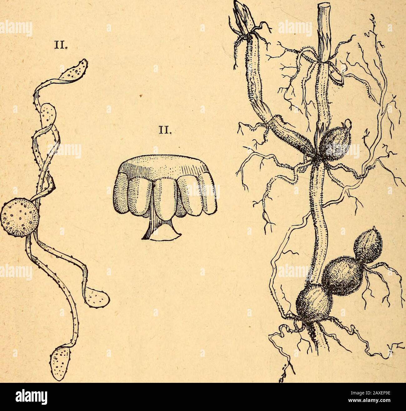 Setum hi-res stock photography and images - Alamy