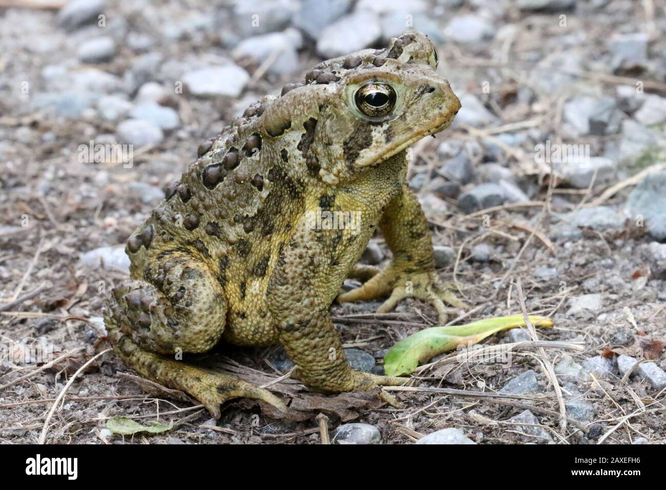 Eyeball arms legs hi-res stock photography and images - Alamy