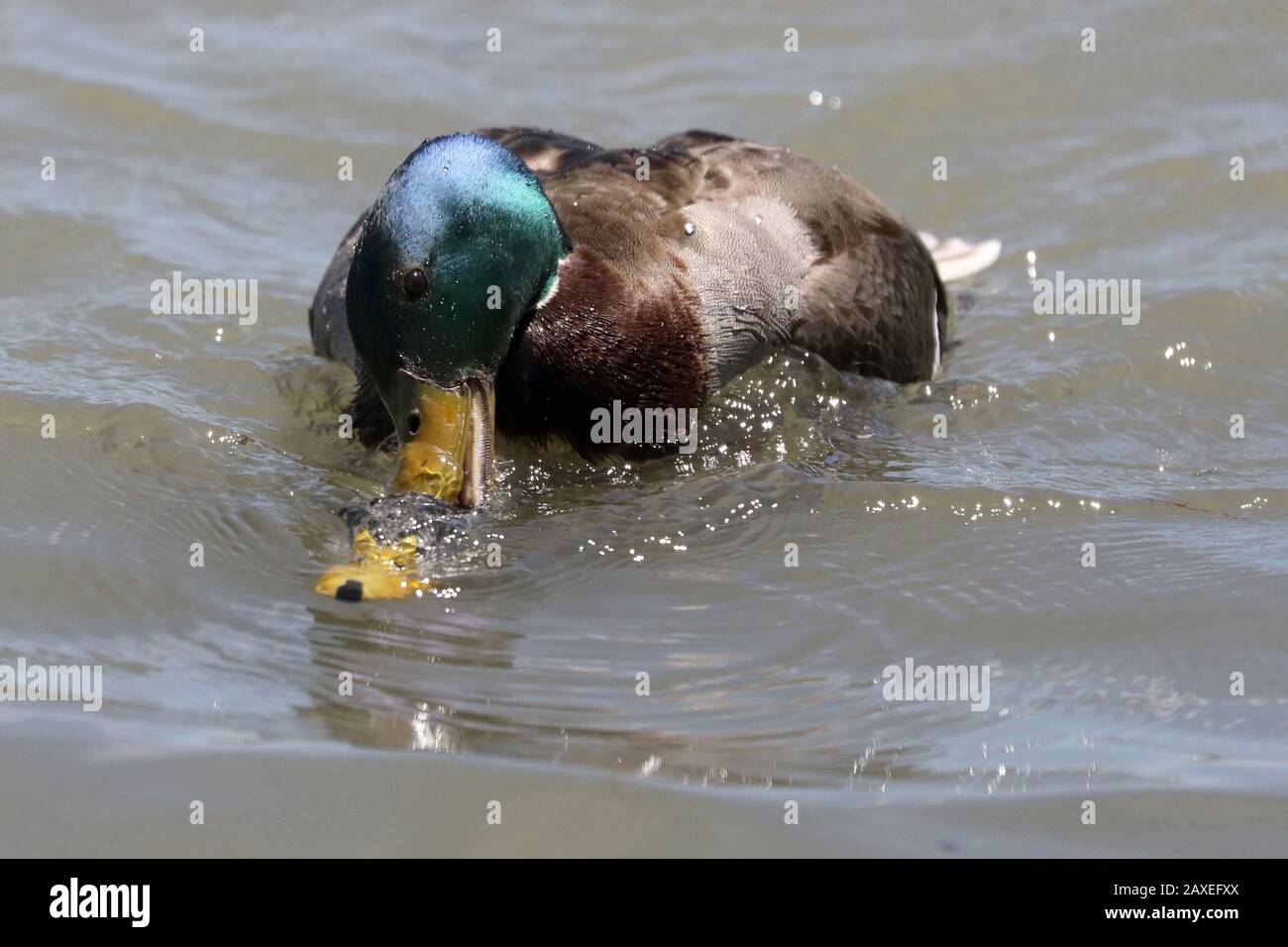 Northern Shoveller duck Stock Photo - Alamy
