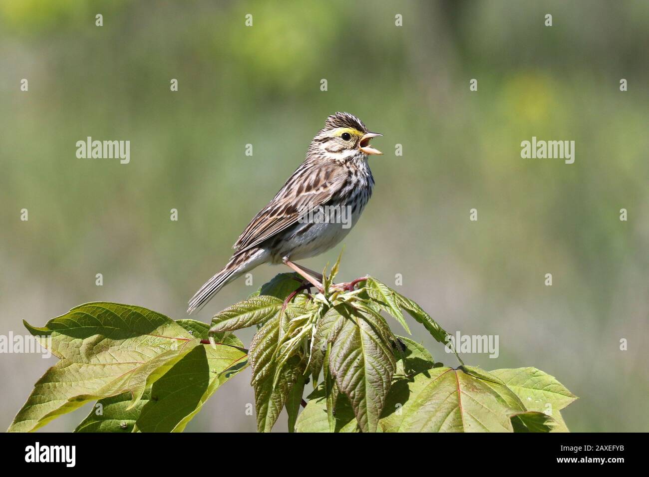 Field Sparrow singing Stock Photo - Alamy