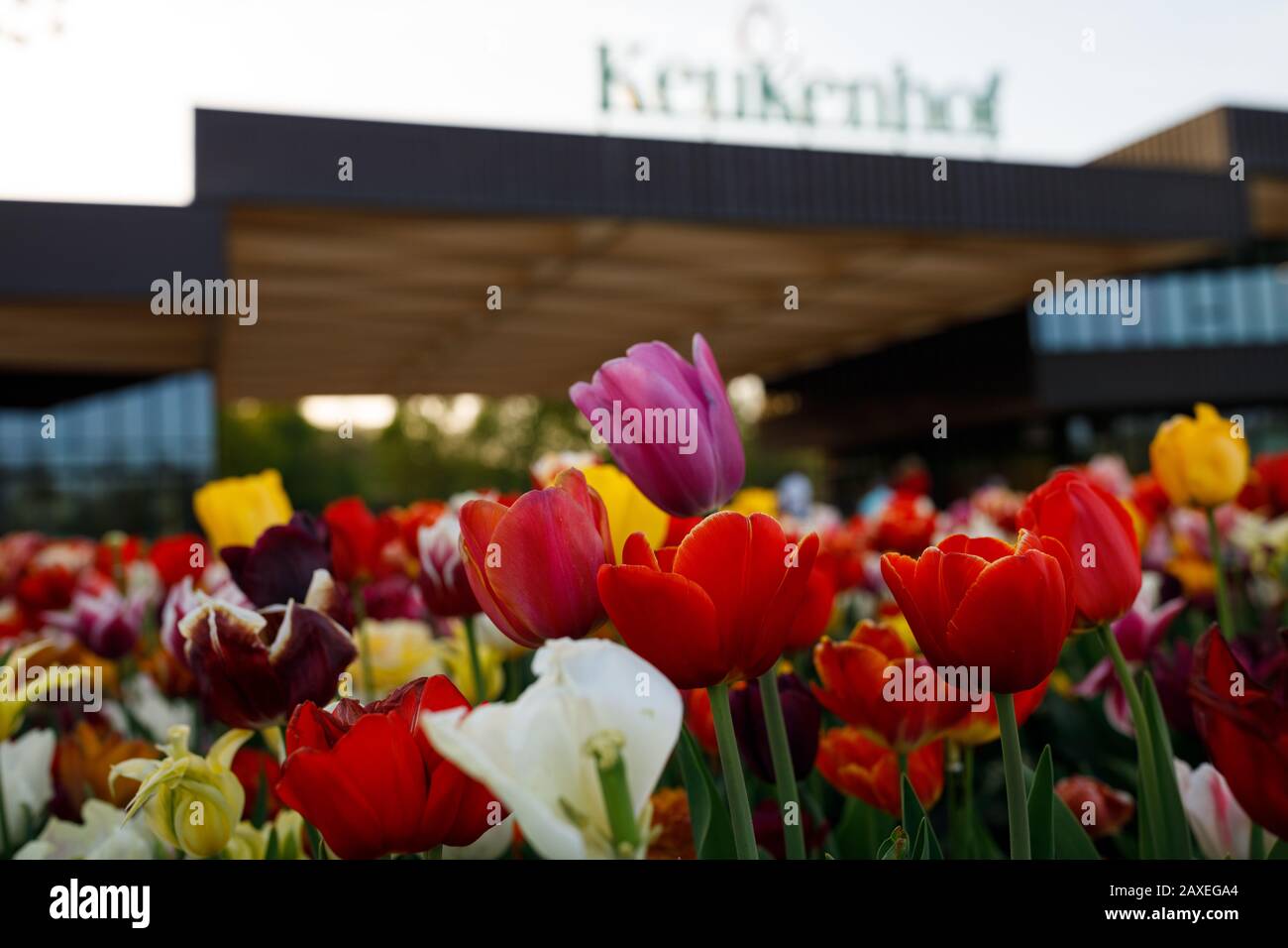 Keukenhof entrance with tulips in the front Stock Photo - Alamy