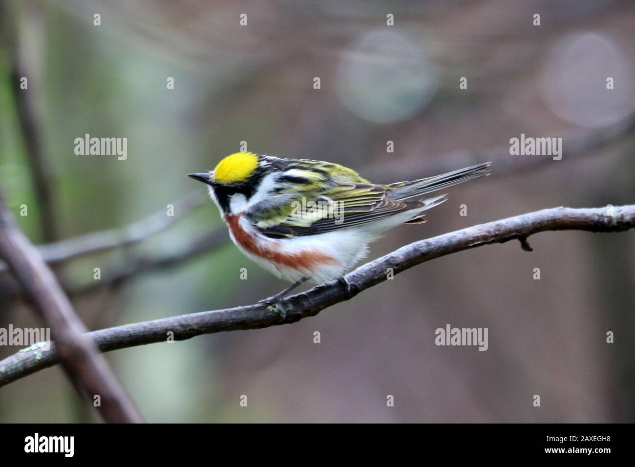 Chestnut sided warbler Stock Photo - Alamy