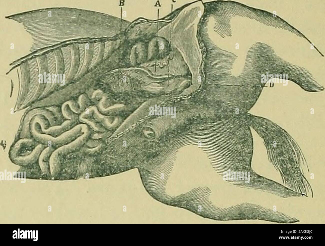 Ridgling hi-res stock photography and images - Alamy