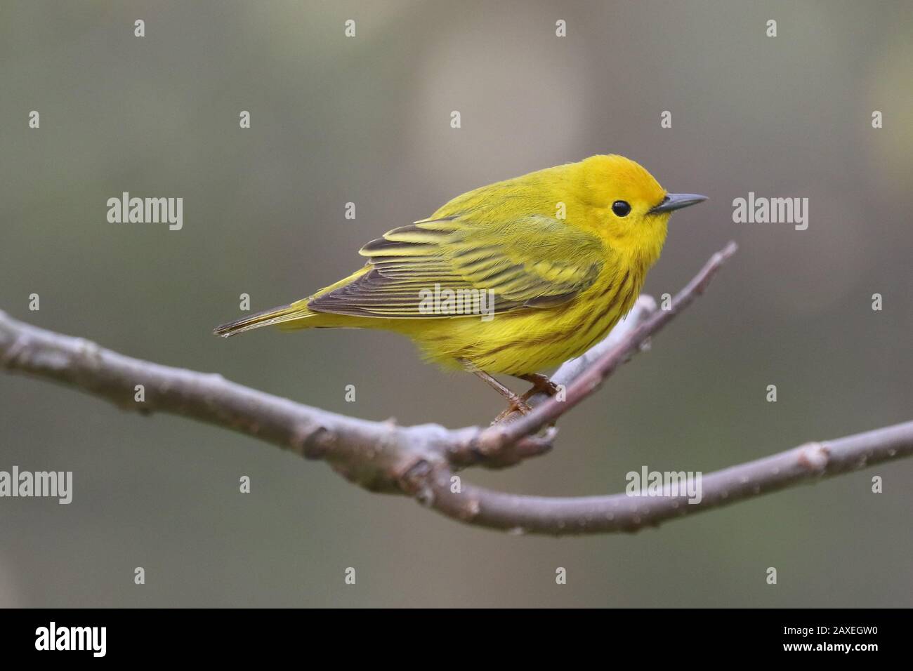 One of the most common warblers hi-res stock photography and images - Alamy