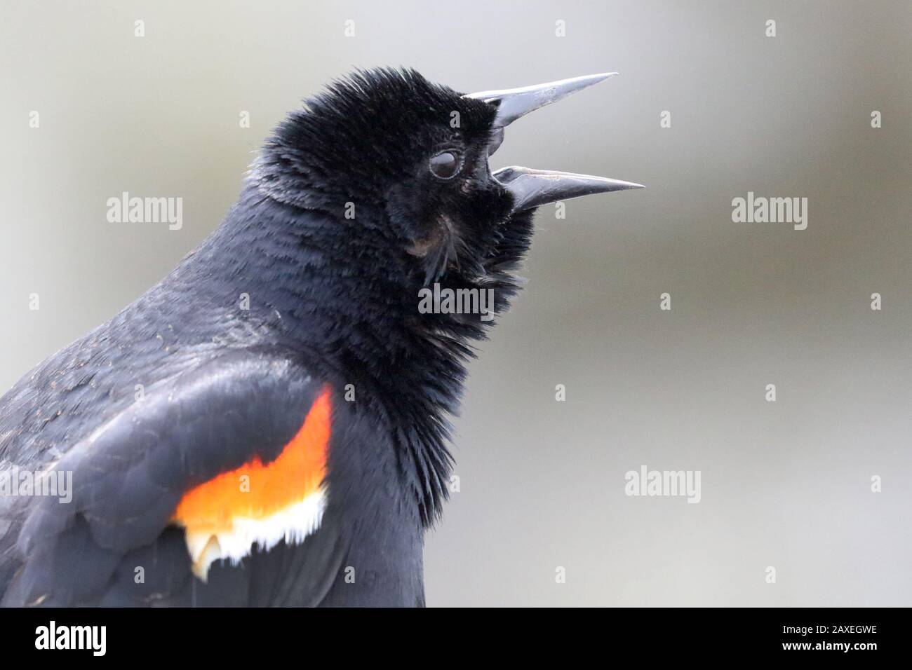 Red Winged Blackbird male calling Stock Photo - Alamy