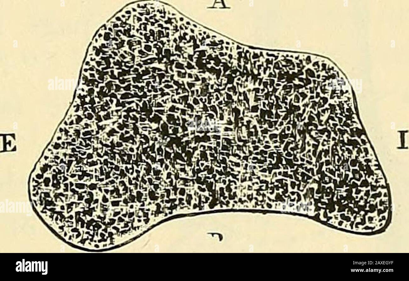 A manual of operative surgery . SSST ^ the thigh, is transverse—i.e. at ...