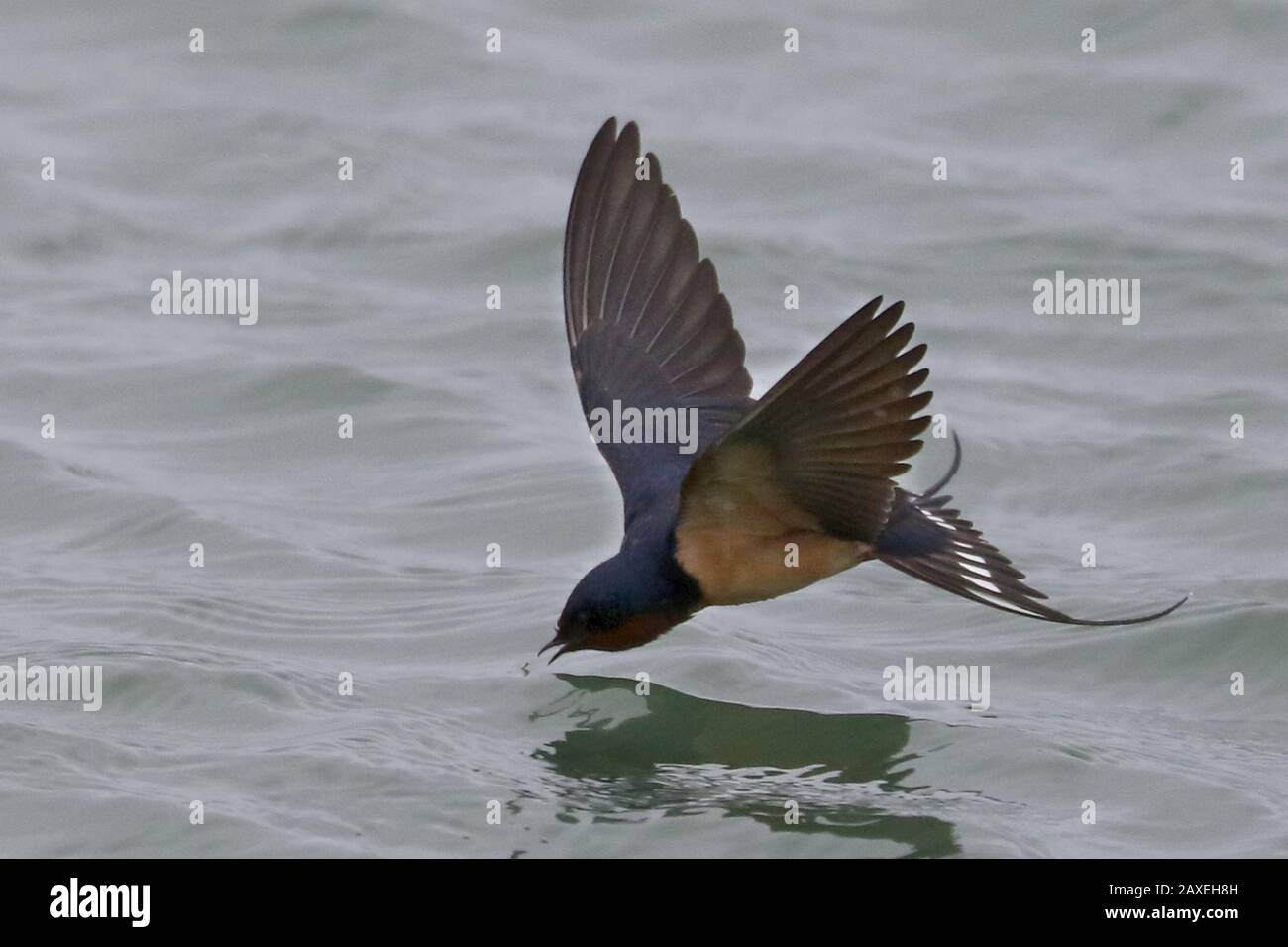 Swooping swallows hi-res stock photography and images - Alamy