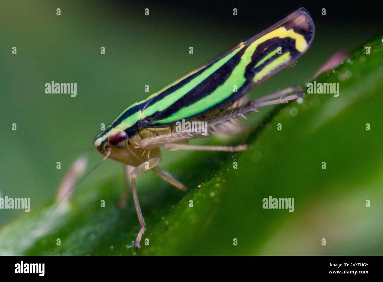 Insetos hi-res stock photography and images - Alamy