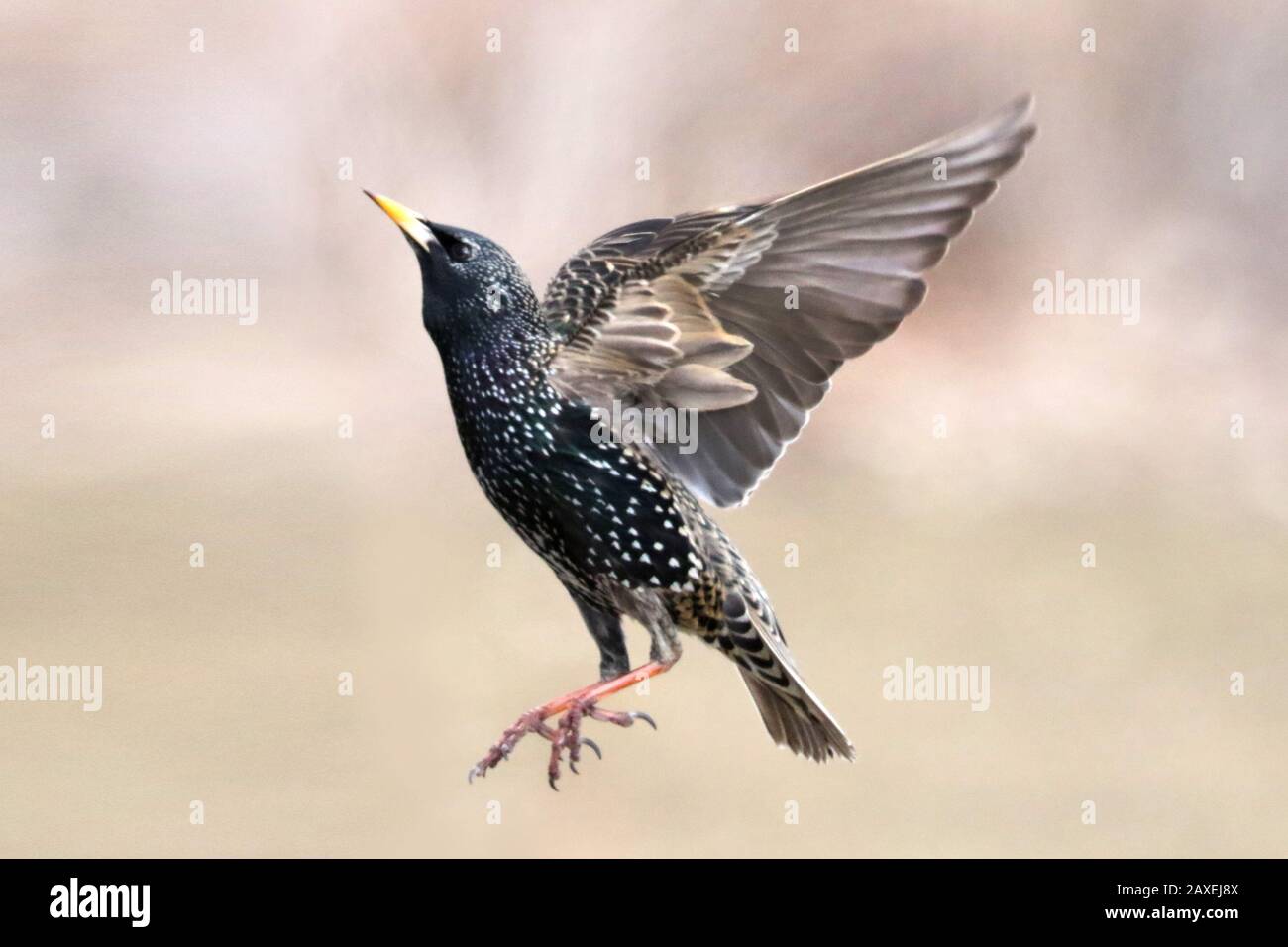 Rainbow sheen on feathers hi-res stock photography and images - Alamy