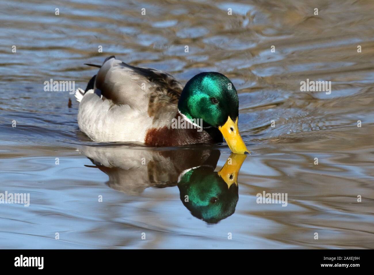 Mallard male swimming Stock Photo - Alamy