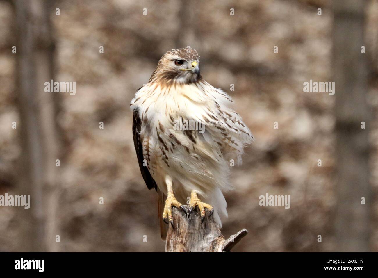 Red Tailed Hawks Stock Photo - Alamy