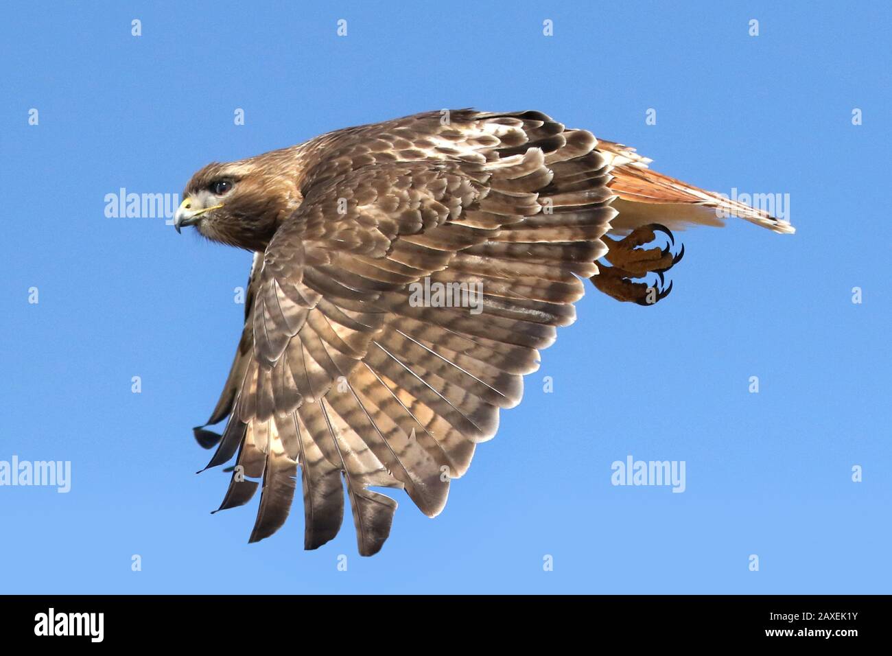Red Tailed Hawks Stock Photo - Alamy