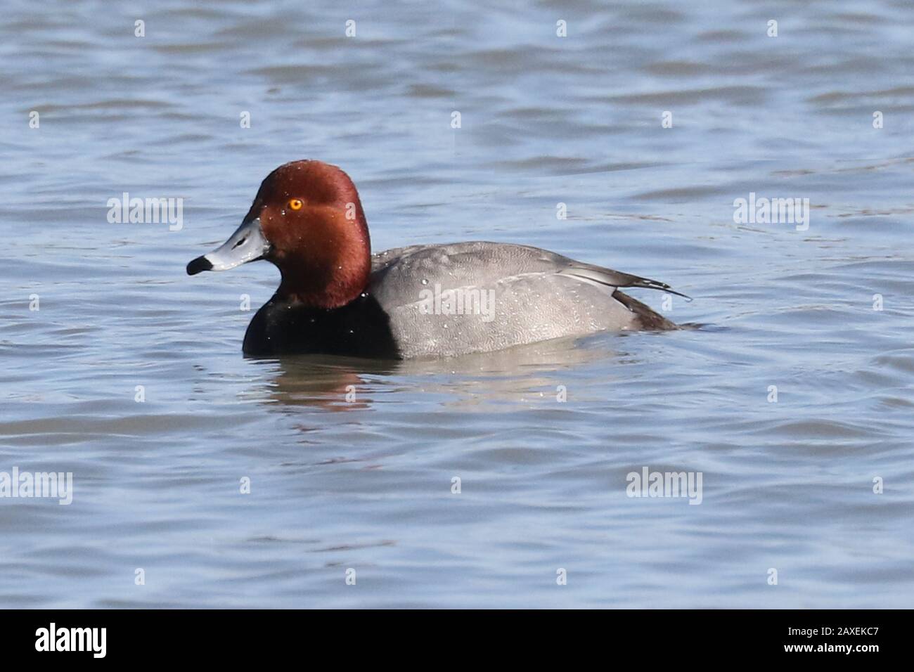 Red Head duck Stock Photo - Alamy