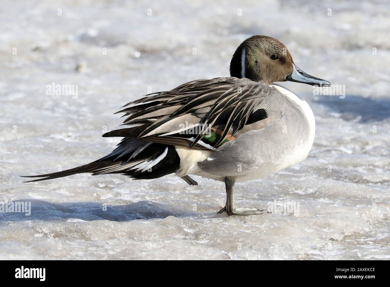 Male brightly marked hi-res stock photography and images - Alamy
