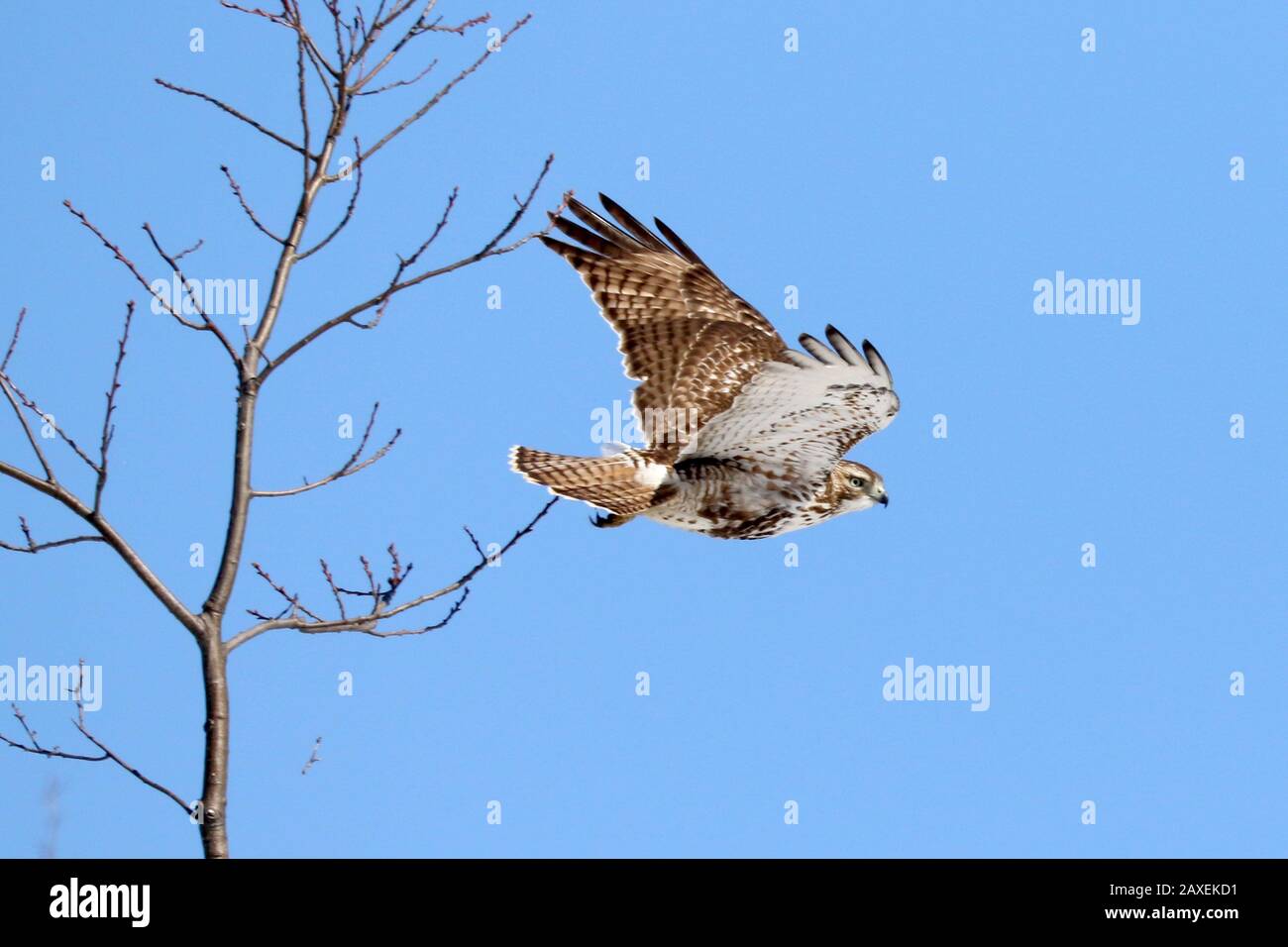Red Tailed Hawks Stock Photo - Alamy
