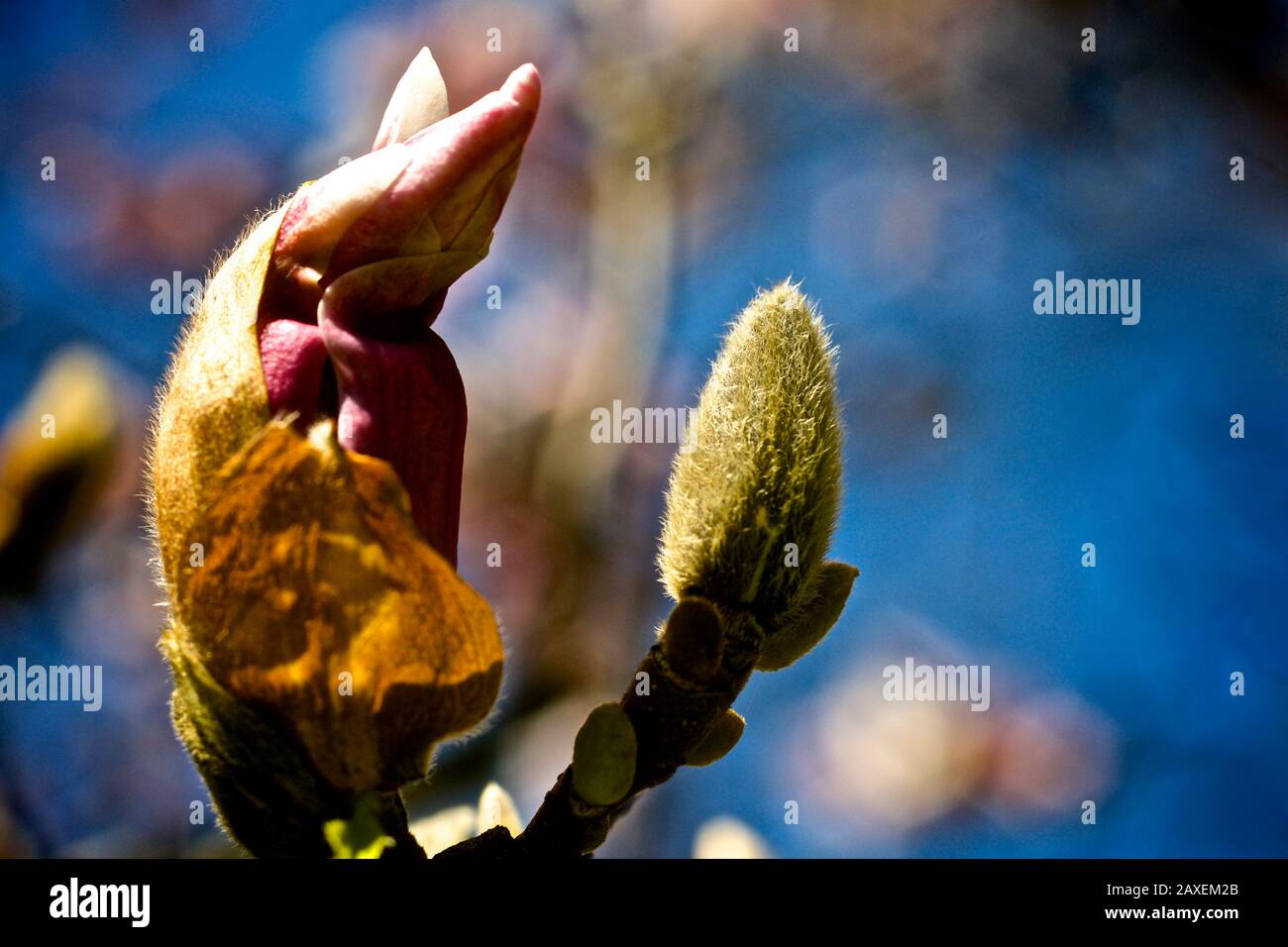 Magnolia and bud hi-res stock photography and images - Alamy