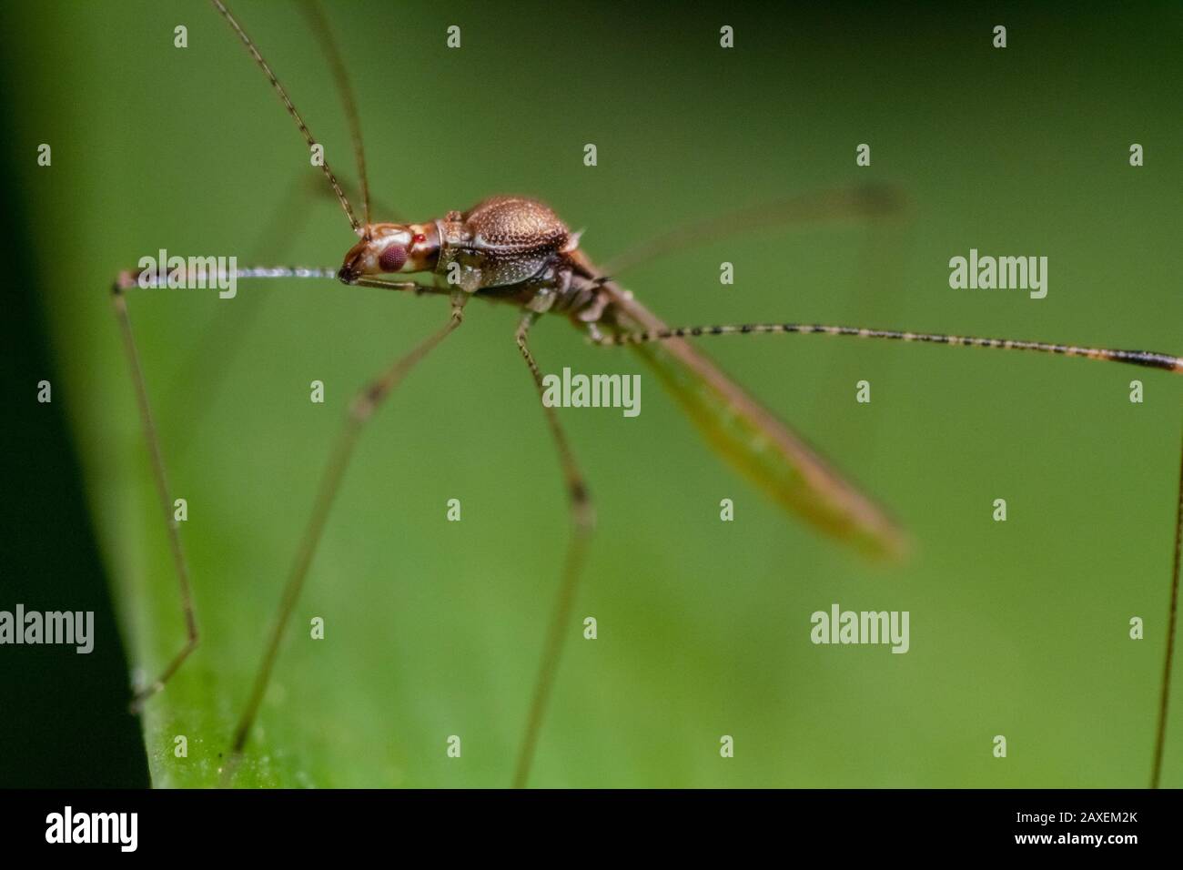 Stilt legged bug, a kind of assassin bug in a tropical garden Stock ...
