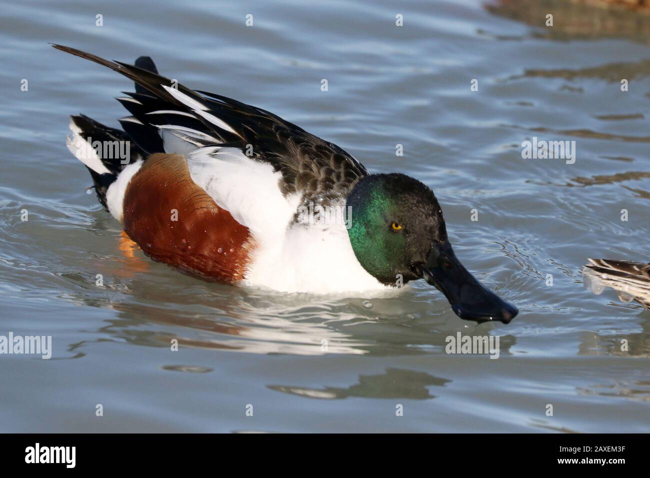 Northern Shoveller duck Stock Photo - Alamy