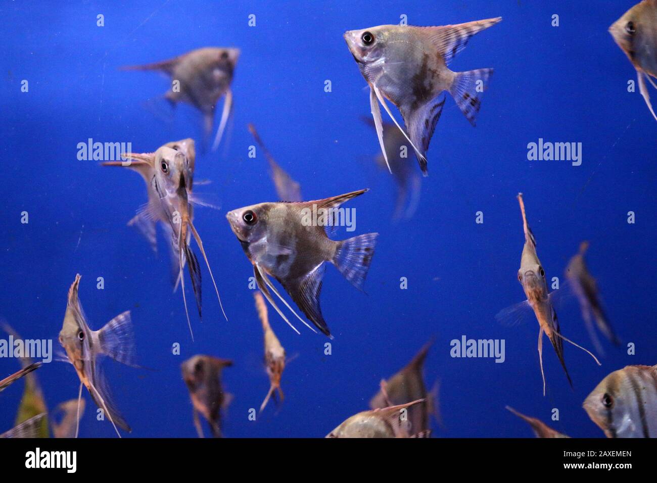 Angel hierarchy hi-res stock photography and images - Alamy