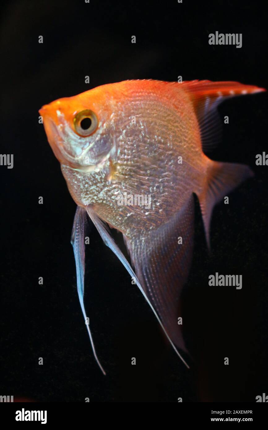 Angel hierarchy hi-res stock photography and images - Alamy