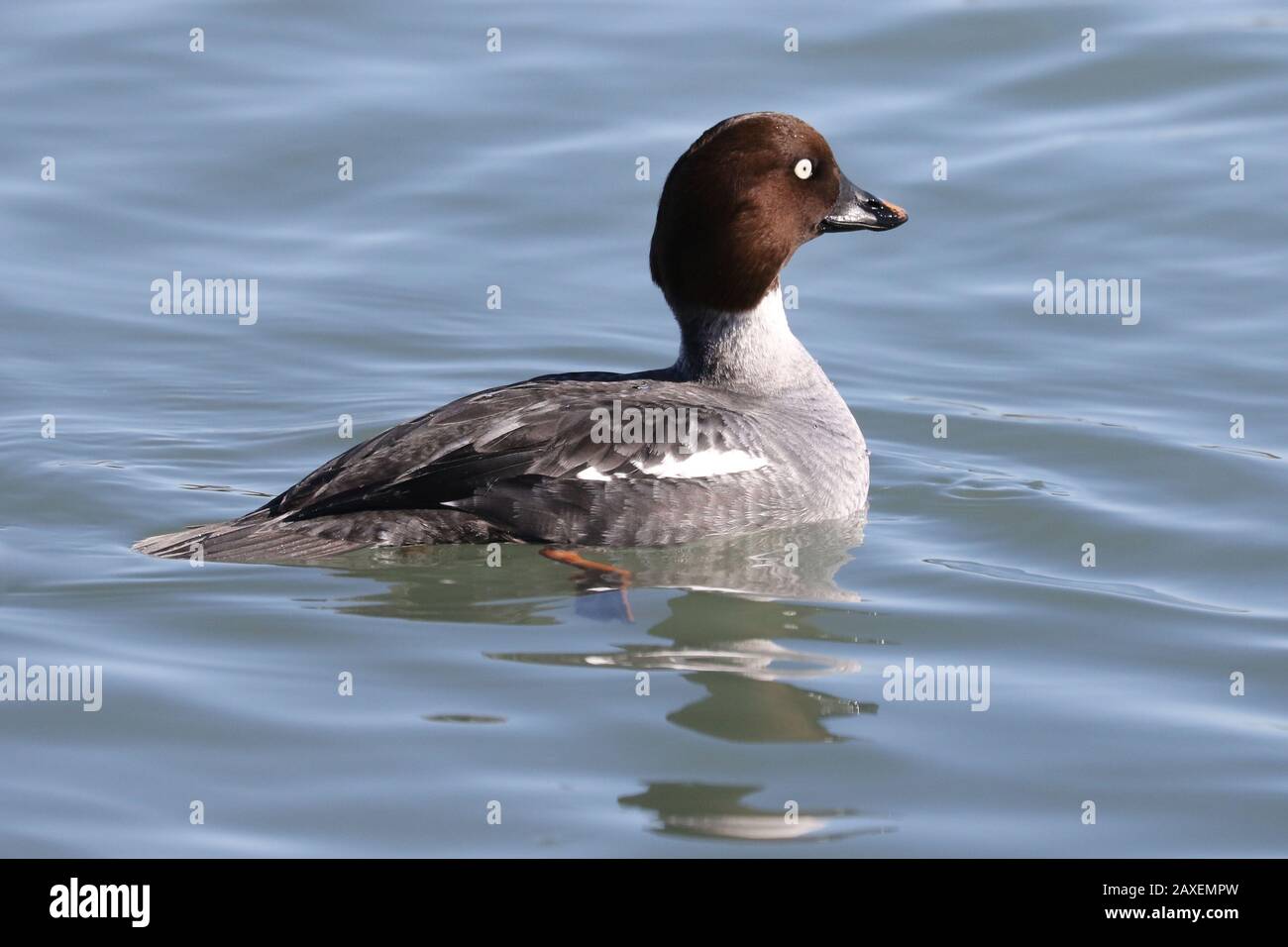 Goldenye female hi-res stock photography and images - Alamy