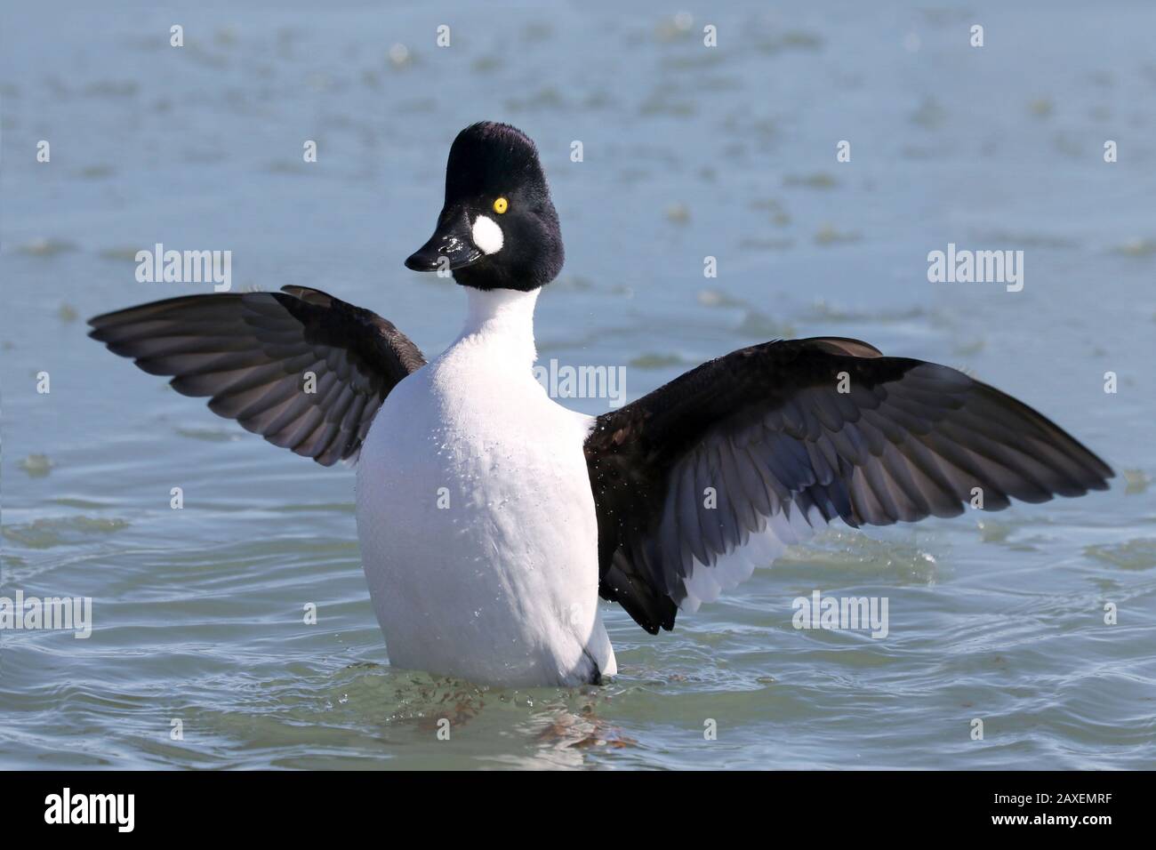 Blue green sheen on tail hi-res stock photography and images - Alamy