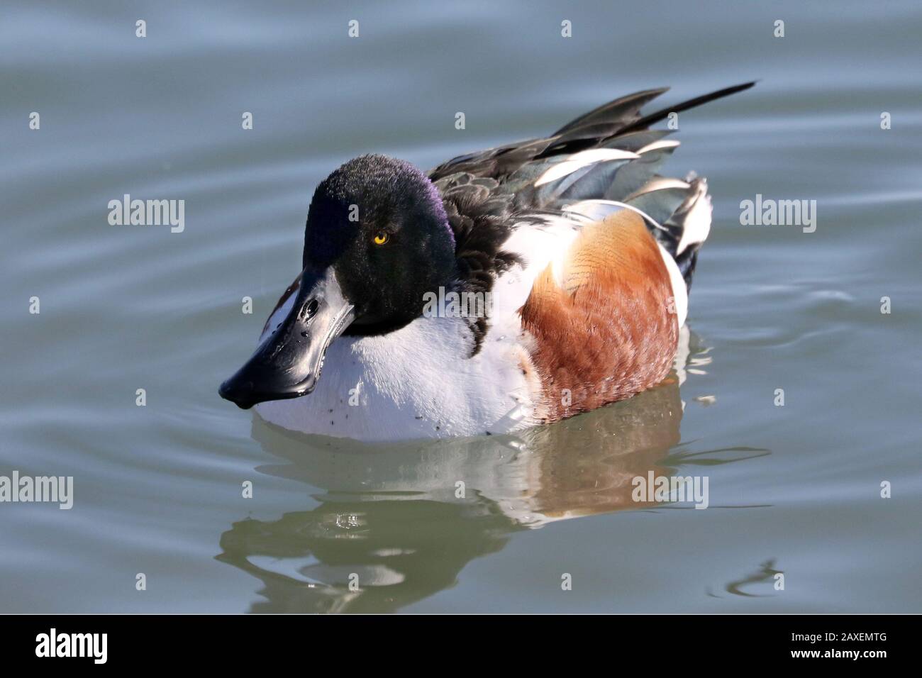 Northern Shoveller duck Stock Photo - Alamy