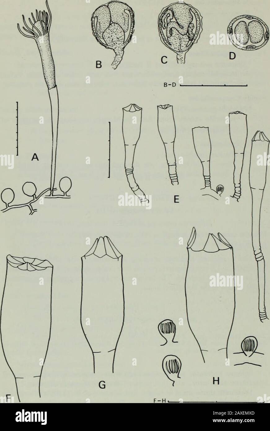 Annals of the South African MuseumAnnale van die Suid-Afrikaanse Museum ...