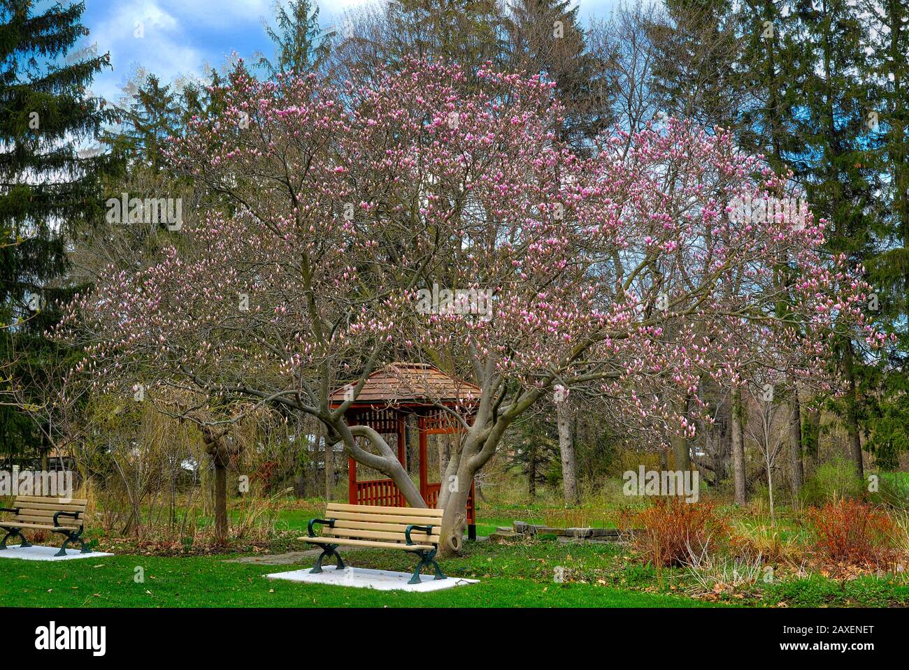 Bench under a white magnolia hi-res stock photography and images - Alamy