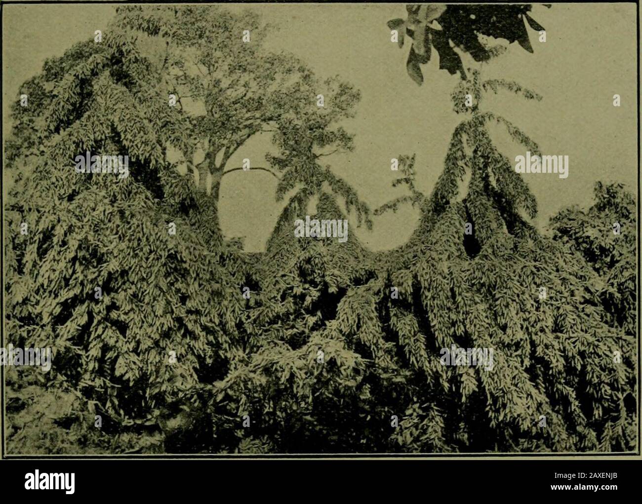 Swollen roots hi-res stock photography and images - Alamy