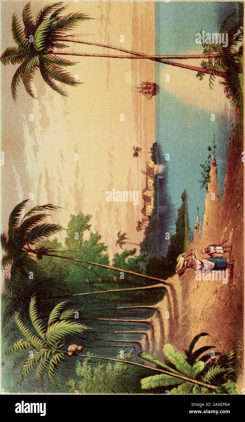 The palm tree Stock Photo - Alamy