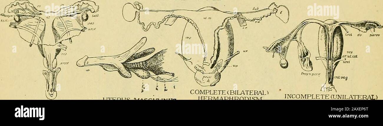 Hermaphrodism hi-res stock photography and images - Alamy