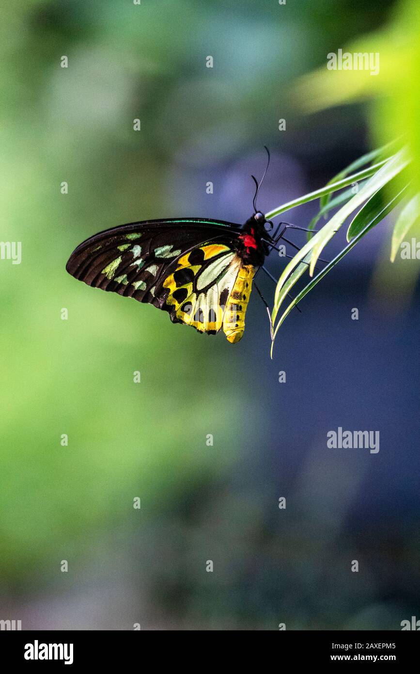 Spectacular Cairns wing butterfly showing off his beautiful patterned ...