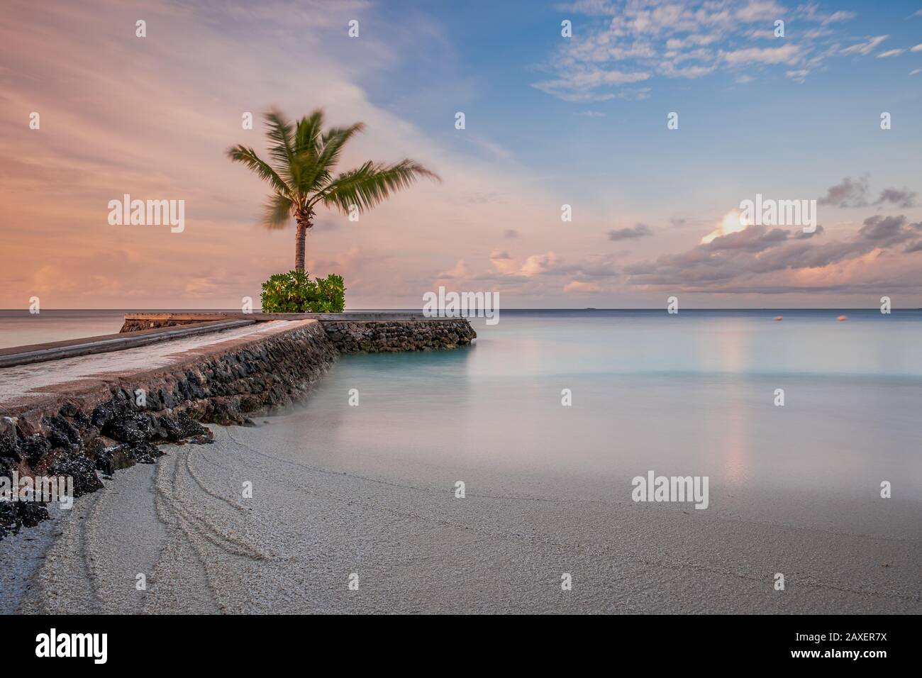 Maldives palm tree hi-res stock photography and images - Alamy