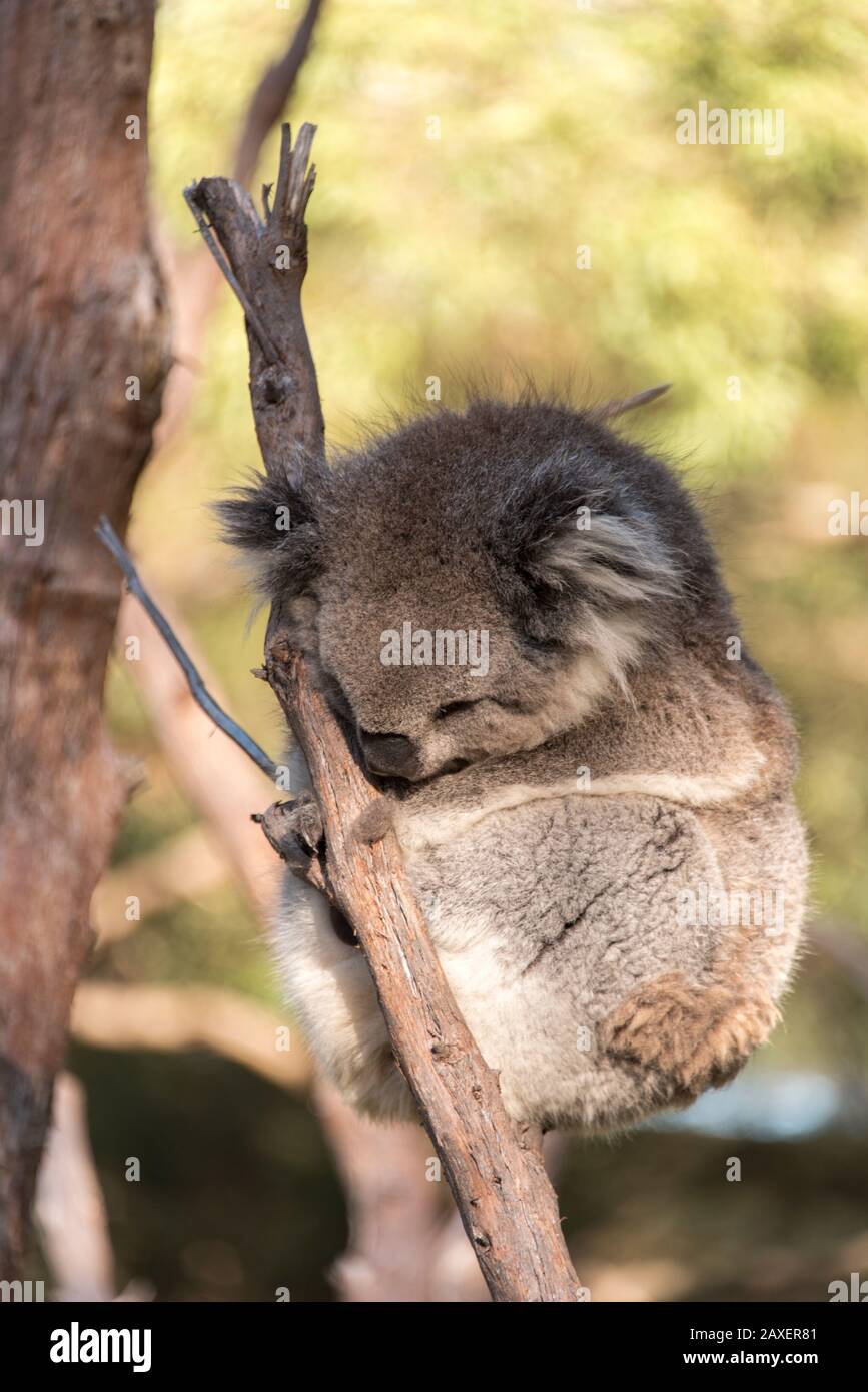 Big koala hi-res stock photography and images - Alamy