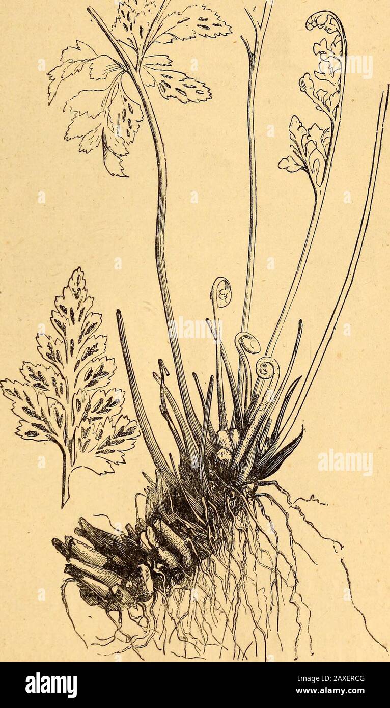 Outer form of a plant hi-res stock photography and images - Alamy