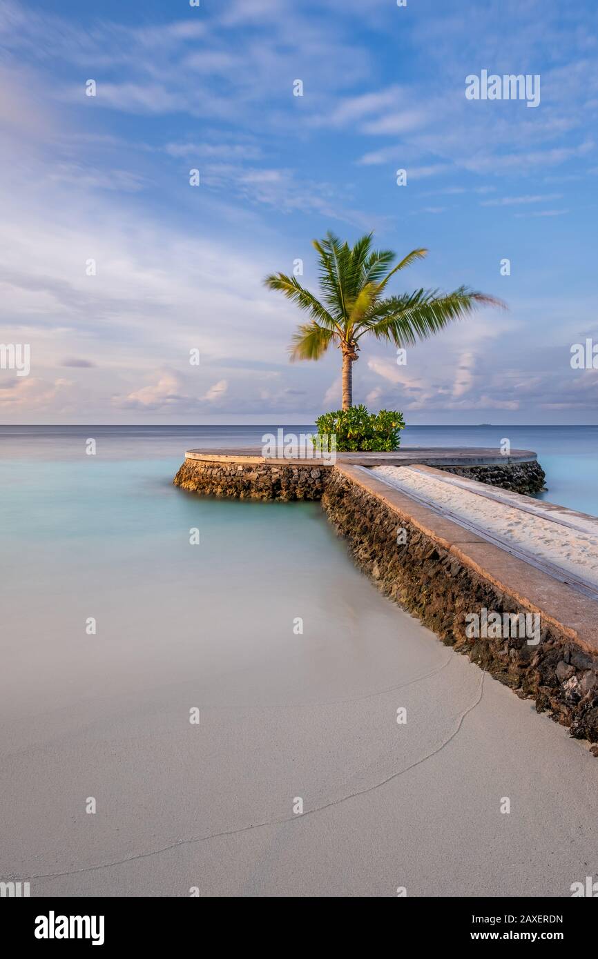 Maldives palm tree hi-res stock photography and images - Alamy