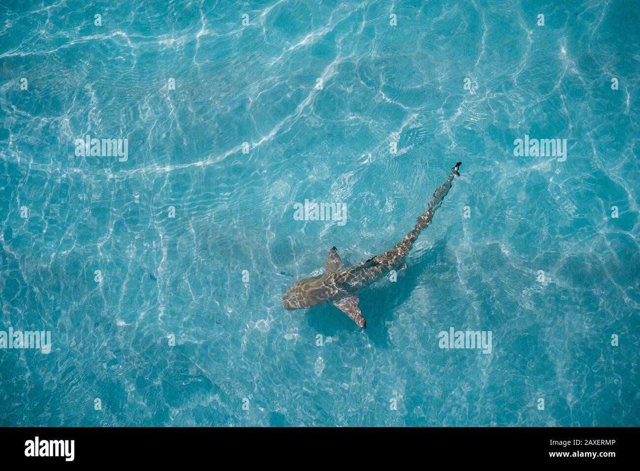 A birds eye view of a black tip reef shark swimming in the turquoise ...