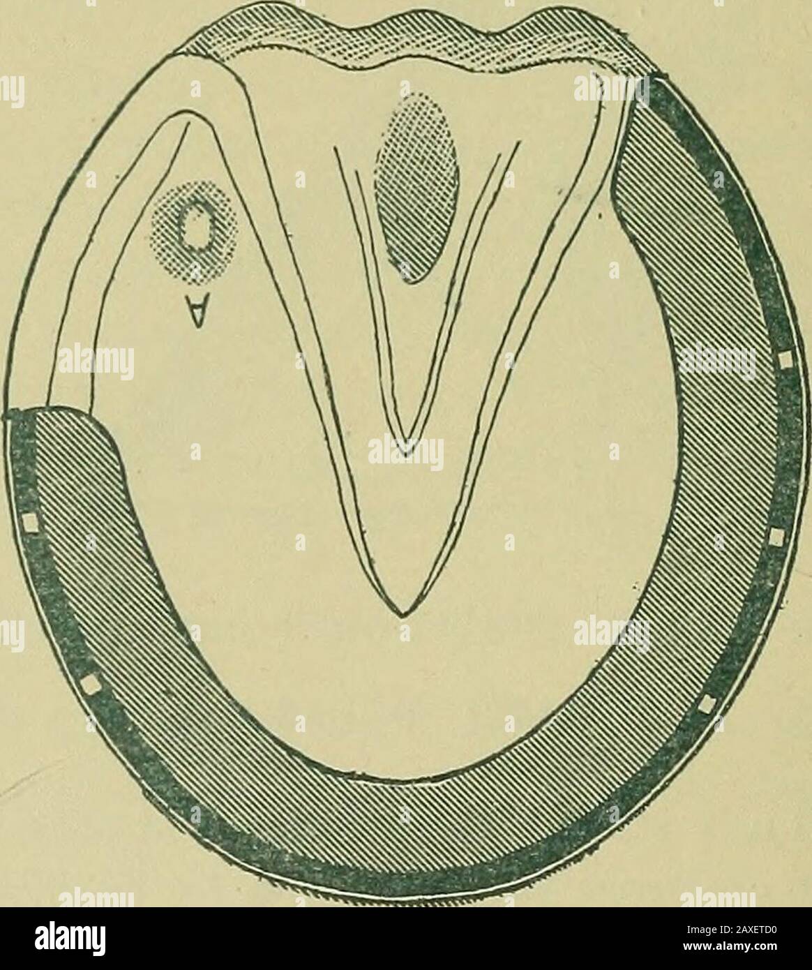 Castration engraving hi-res stock photography and images - Alamy