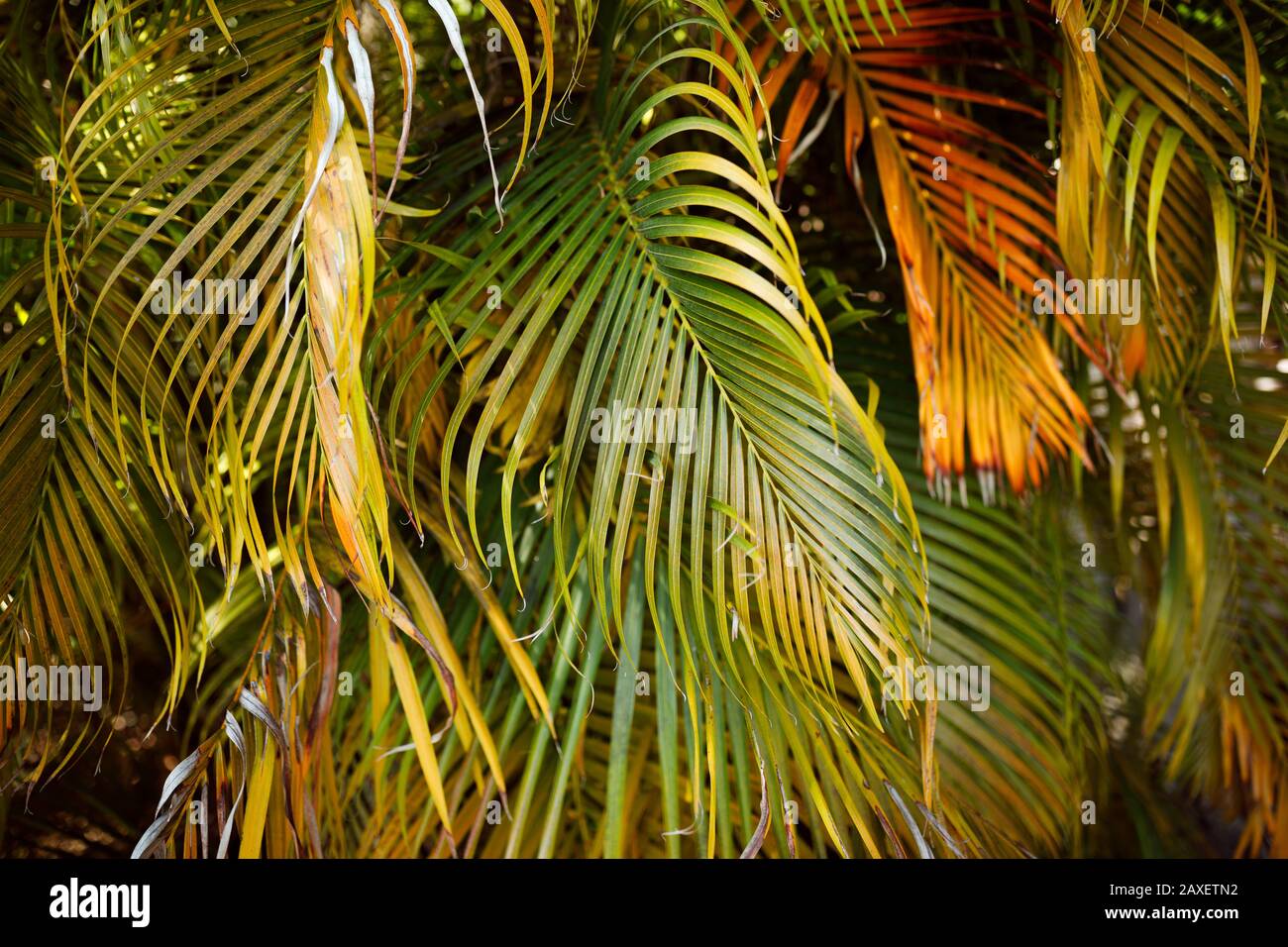 Palm leaves texture hi-res stock photography and images - Alamy