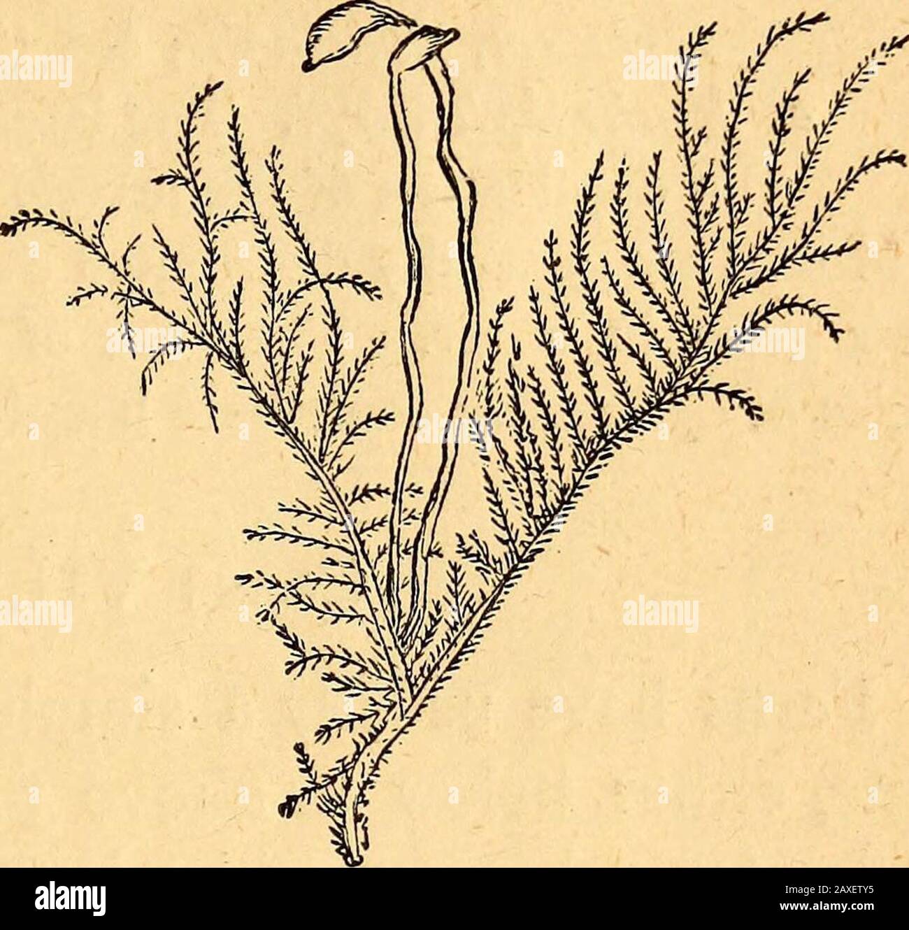 Text-book of structural and physiological botany . Fig. 432. — Splach ...