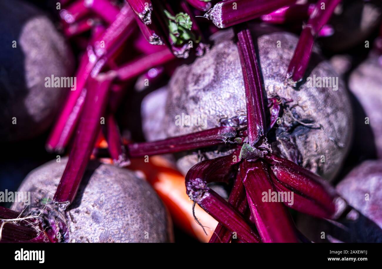 Fresh harvested beetroot close up; Food Background Stock Photo - Alamy