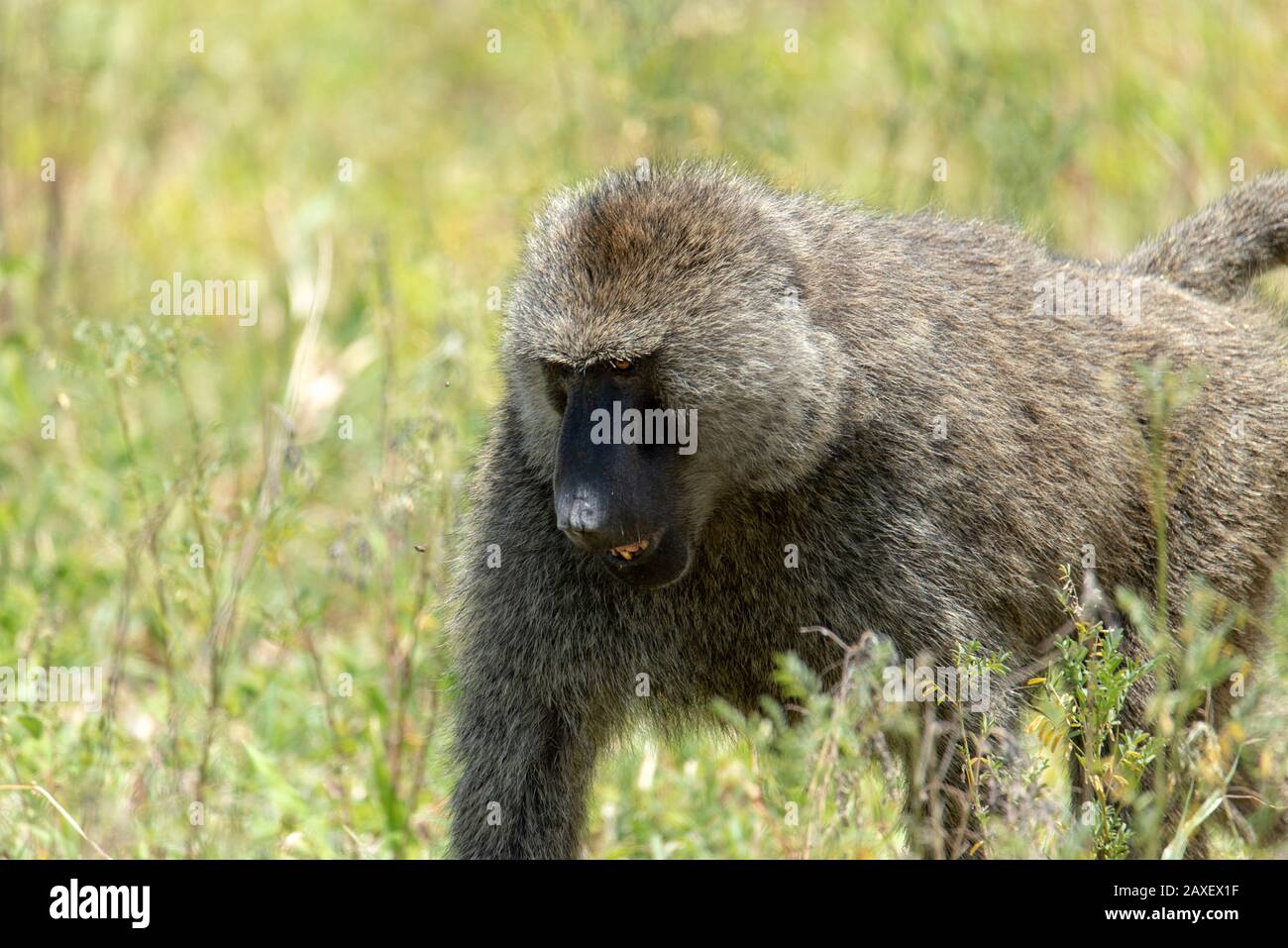 Baboon nose hi-res stock photography and images - Alamy