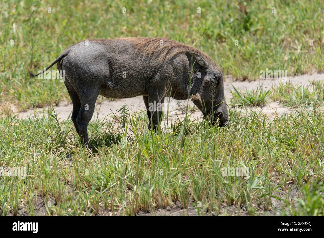 Adult Warthog grazing. Taken on safari in Tarangire National Park ...