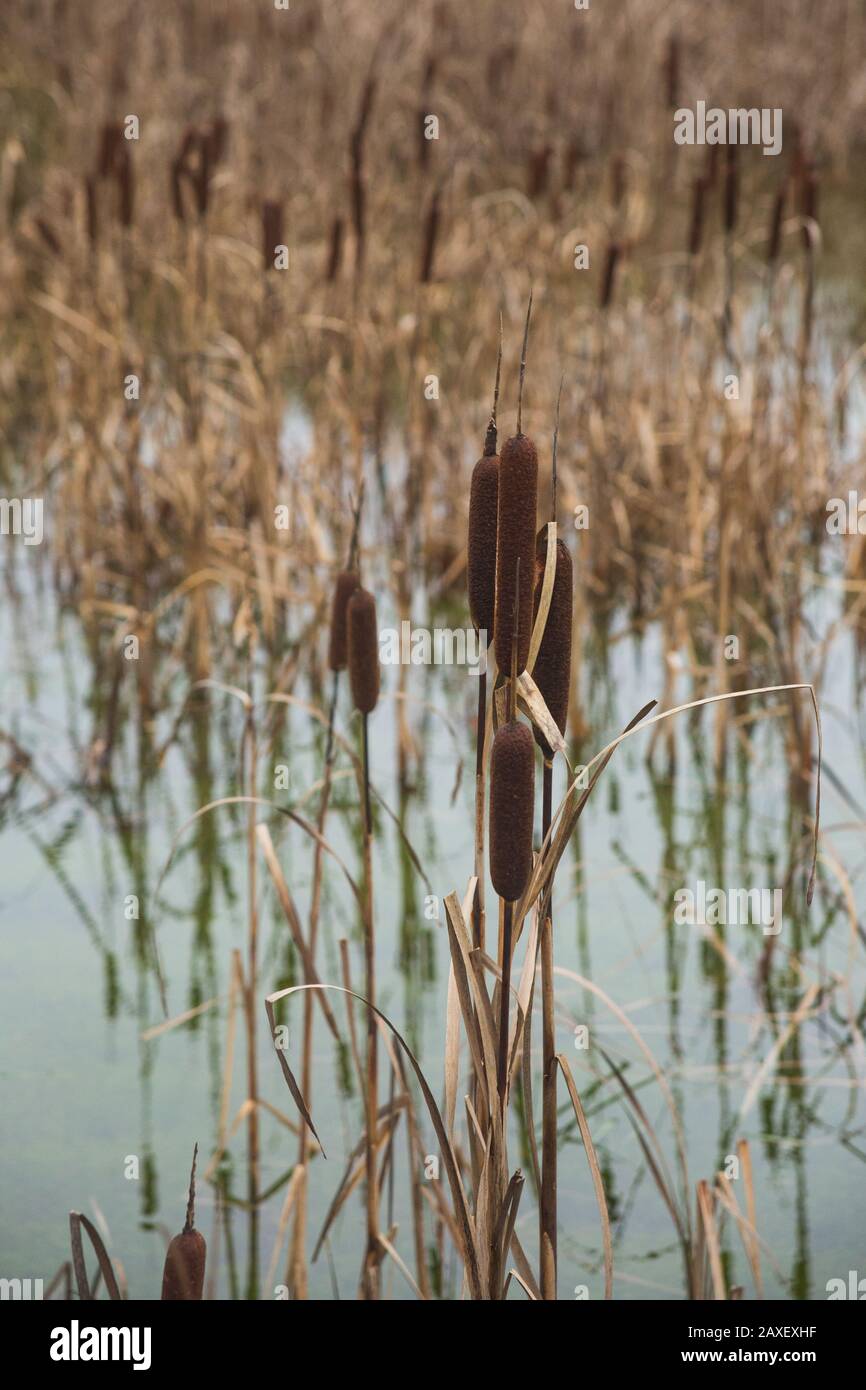 Group of bulrush heads hi-res stock photography and images - Alamy