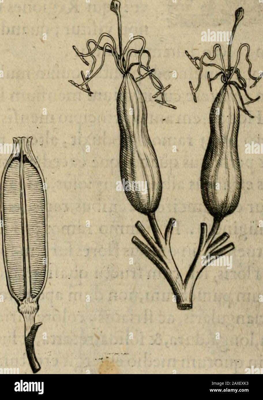 Exactissima descriptio rariorum quarundam plantarum, que continentur ...