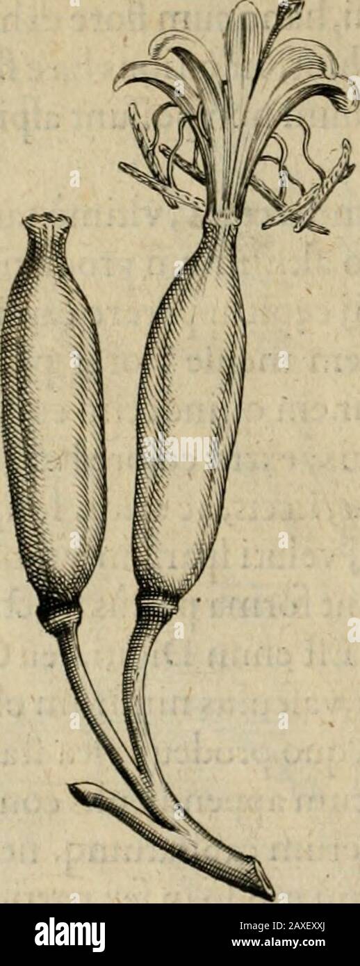 Exactissima descriptio rariorum quarundam plantarum, que continentur ...