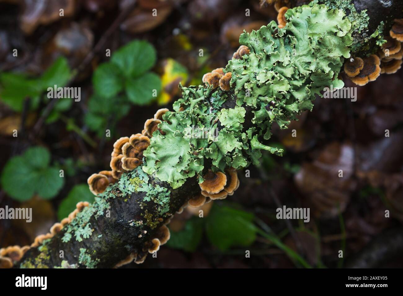 Dead bodies in the forest hi-res stock photography and images - Alamy