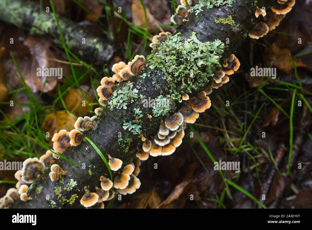 Green lichen and brown fungus fruiting bodies growing on fallen dead ...