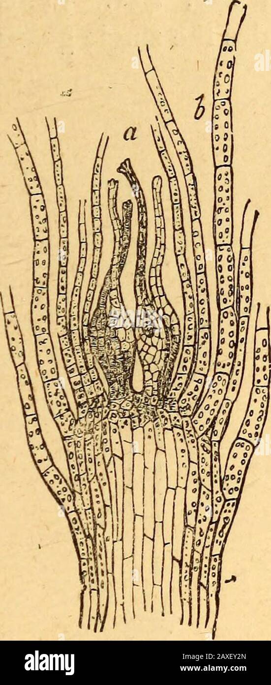 Text-book of structural and physiological botany . in the Phascaceae ...
